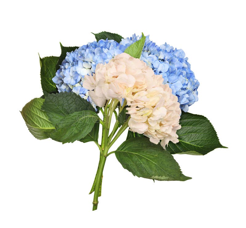 Blue and Cream Hydrangea Flowers in an Unwrapped Bouquet Isolated Stock ...