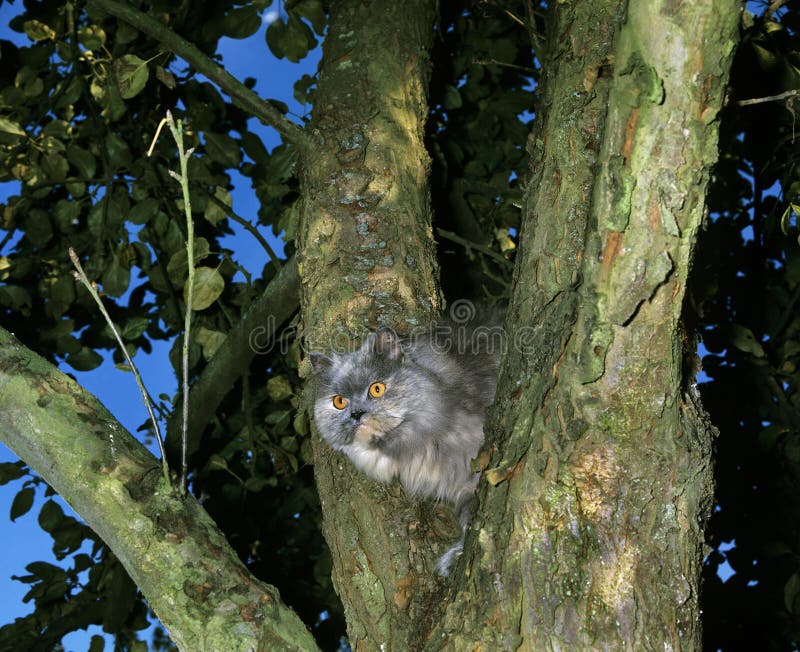 Blue Cream Persian Cat Standing in Tree Stock Image - Image of feline ...