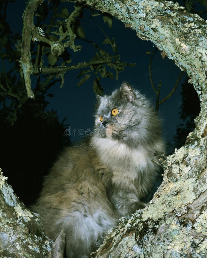 Blue Cream Persian Domestic Cat, Kitten Stock Photo - Image of catus ...