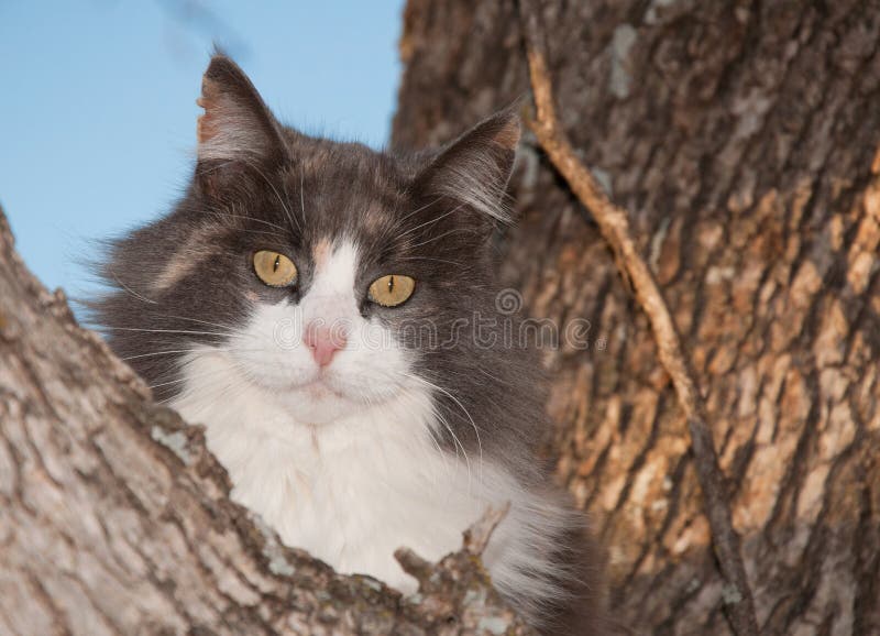 Blue, Cream and White Diluted Calico Cat Stock Image - Image of feline ...