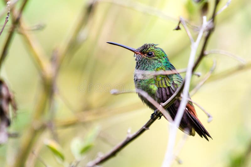 Blue crested Hummingbird stock photo. Image of panama - 54275294