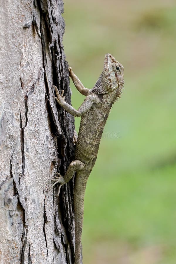 Blue-crested Lizard in Camouflage on Tree Trunk Stock Photo - Image of ...