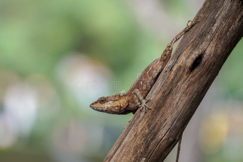 Blue-crested Lizard Camouflaging in Red Stock Photo - Image of wildlife ...