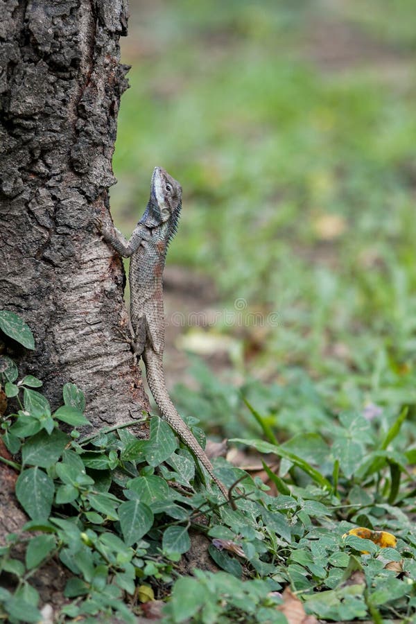 Blue-crested Lizard Climbing on a Tree Stock Image - Image of tree ...