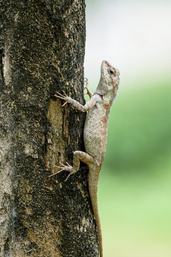 Pregnant Blue-crested Lizard Climbing a Tree Stock Photo - Image of ...