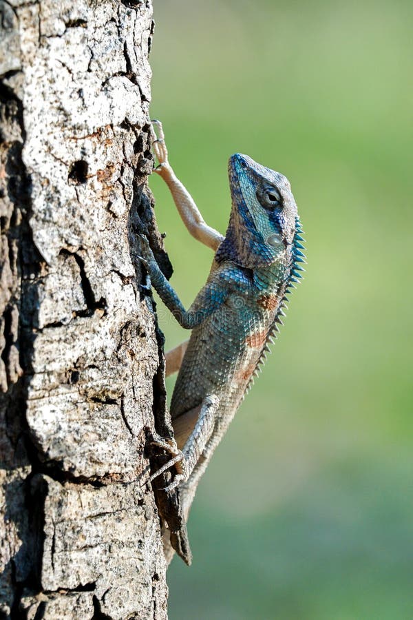 Blue-crested Lizard Climbing Up a Tree Stock Photo - Image of wood ...