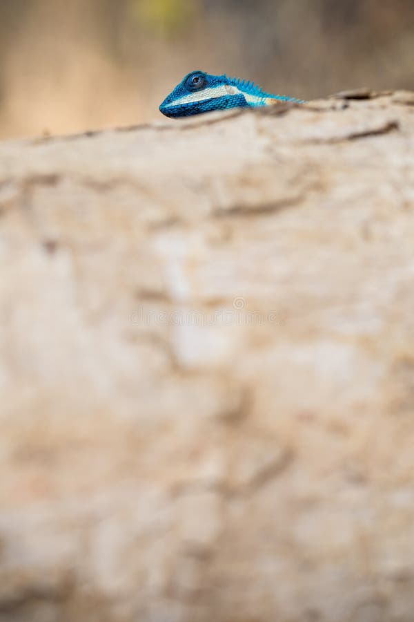 Blue-crested Lizard stock photo. Image of colorful, tree - 71029896