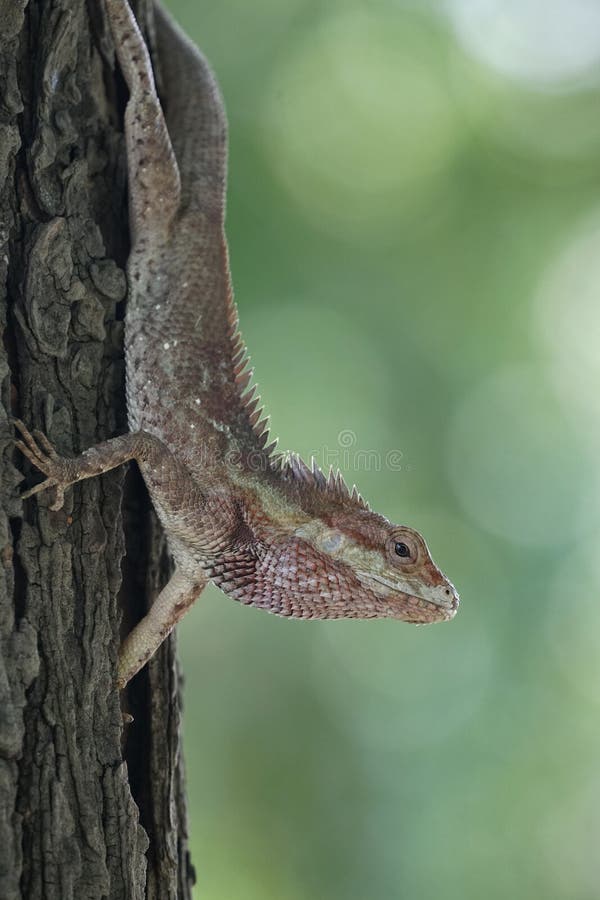 Blue-crested Lizard in Its Red Color Stock Image - Image of vertebrate ...