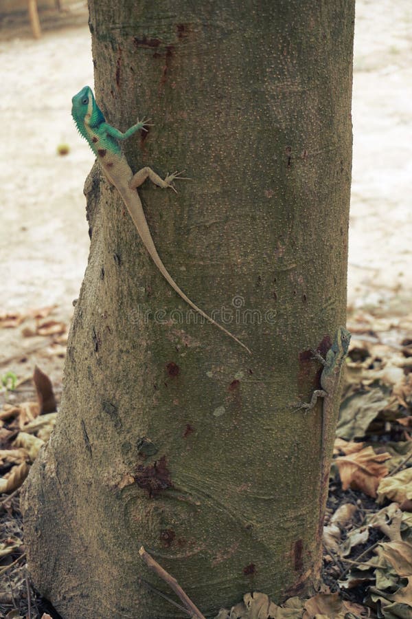 Blue crested lizard stock photo. Image of environment - 59245840