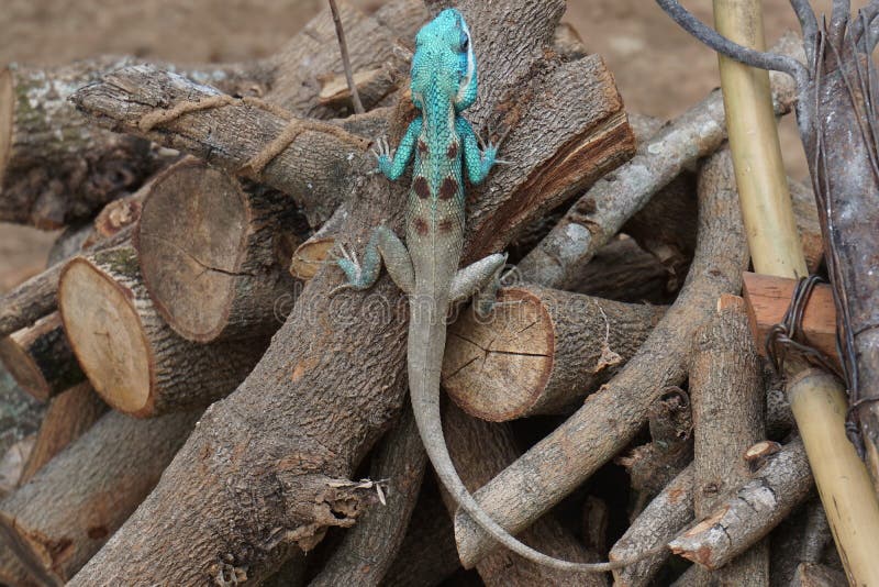 Blue crested lizard stock image. Image of background - 59501819