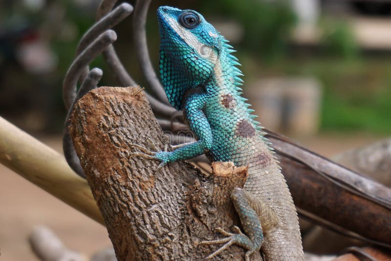 Blue crested lizard stock image. Image of wild, light - 59522359