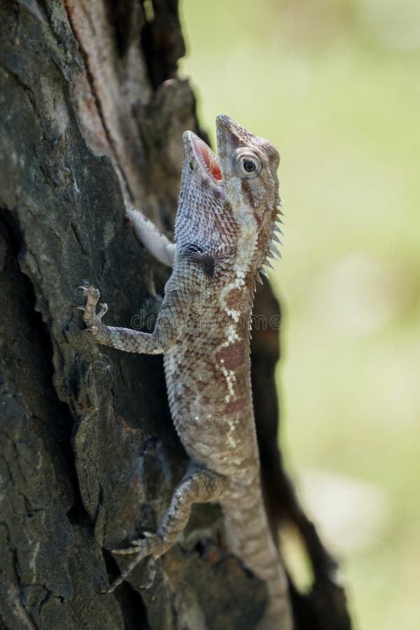 Blue-crested Lizard Opening Its Jaws Stock Photo - Image of threaten ...