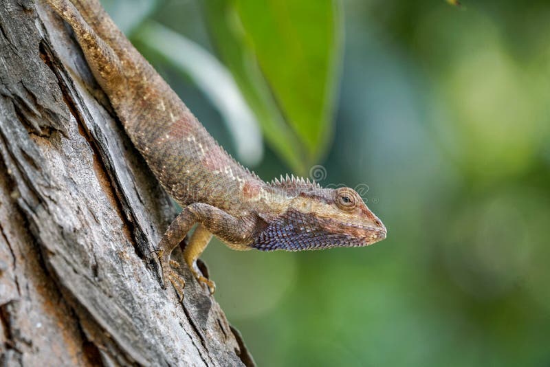 Blue-crested Lizard in Red Camouflage Stock Image - Image of texture ...