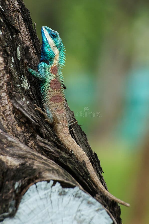 Blue-crested Lizard Resting Stock Photo - Image of lizard, scale: 60578236