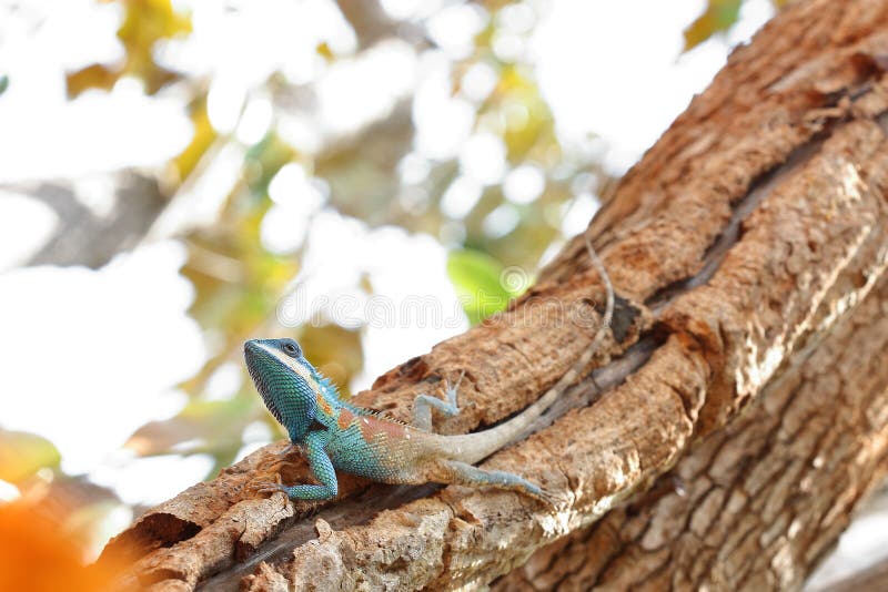 Blue-crested Lizard on Tree Stock Photo - Image of environment, natural ...