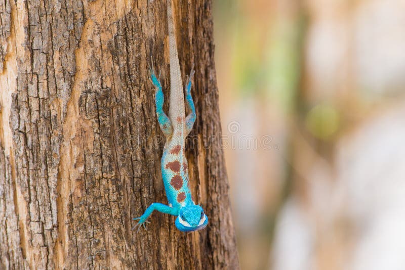 Blue-crested Lizard stock photo. Image of throated, colorful - 92339612