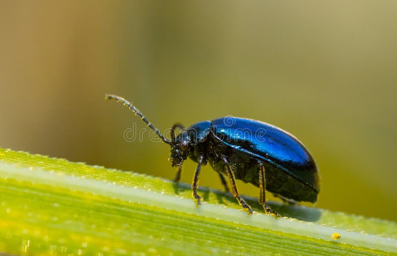 Macro of a Common Flesh Fly Stock Image - Image of closeup, fresh ...