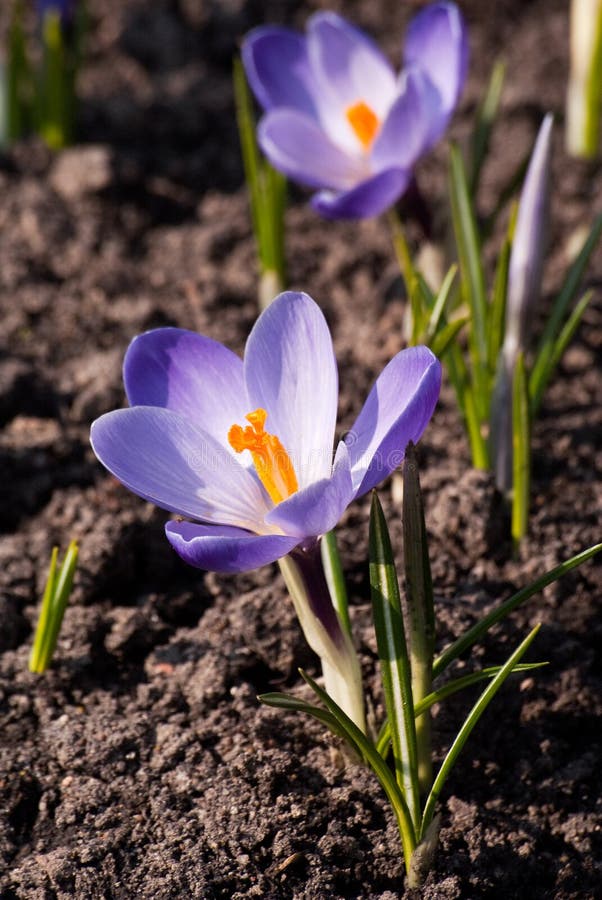 Blue crocus stock photo. Image of group, outdoors, flowers - 13558086