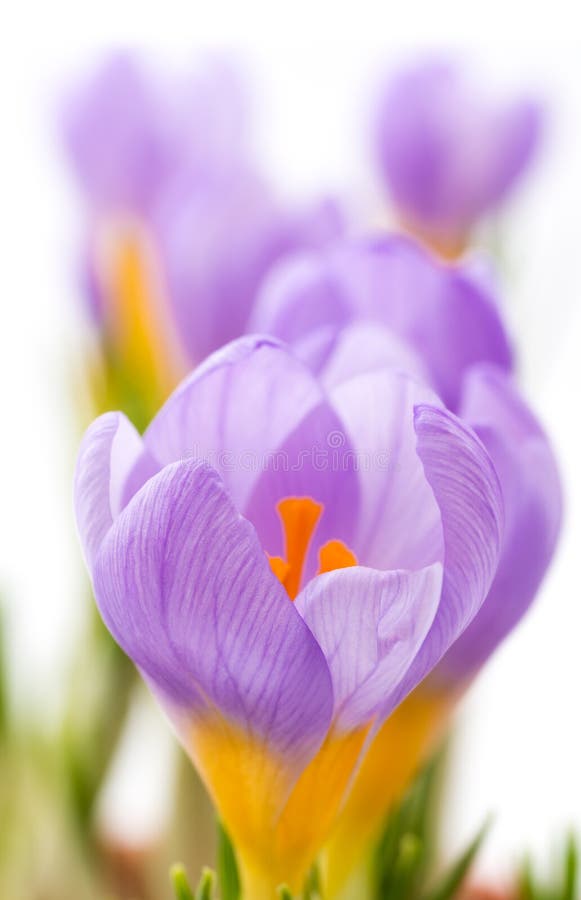 Blue crocus stock image. Image of purple, button, blue - 29615317