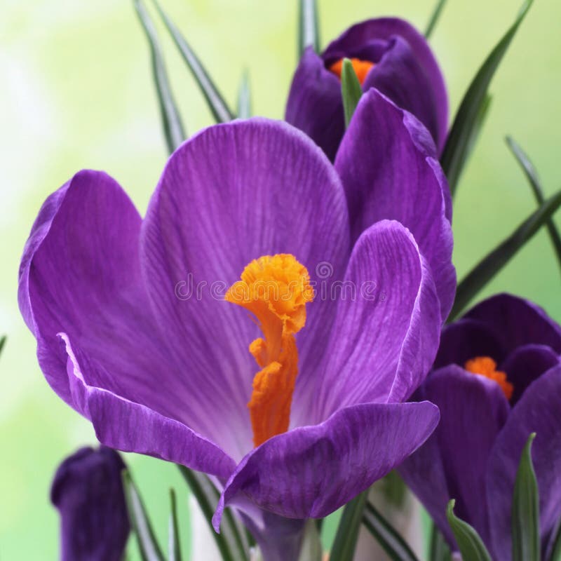 Blue crocus stock photo. Image of light, ground, border - 39096906
