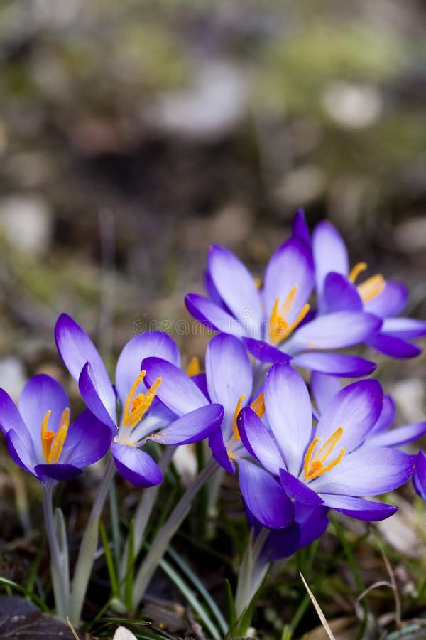 Blue crocus stock image. Image of springtime, flower - 49737053