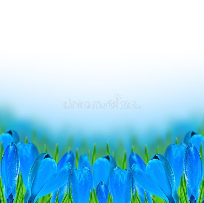 Blue crocus in the garden stock photo. Image of natural - 243257190