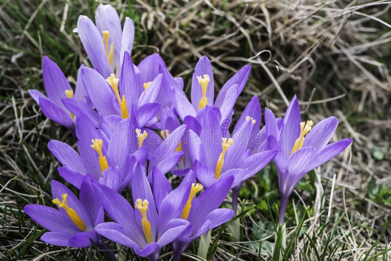 Blue crocus stock photo. Image of colorful, flower, petal - 40281062