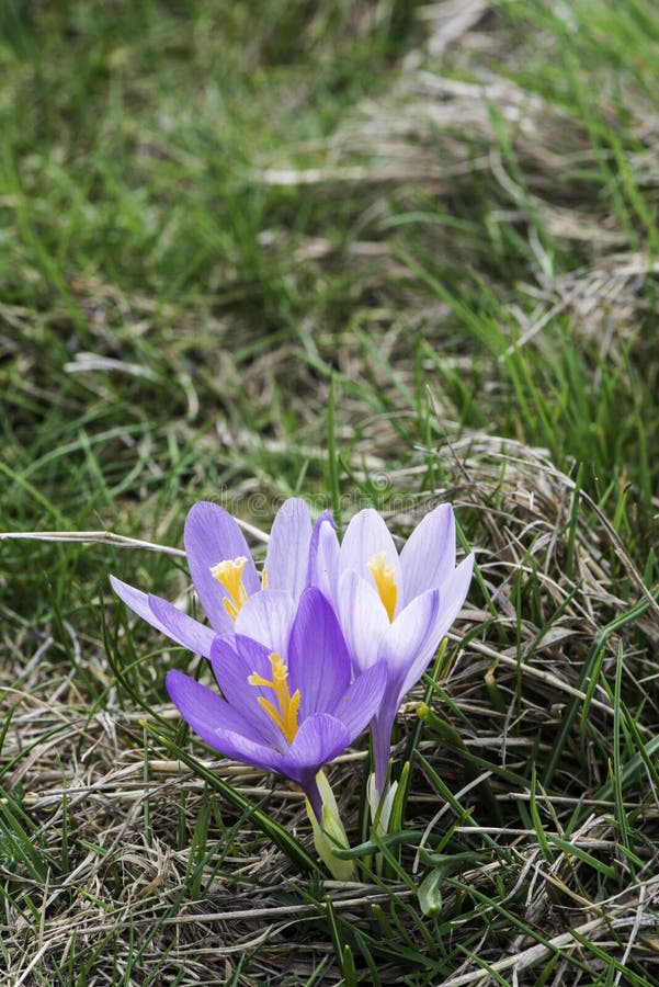 Spring crocus flowers stock photo. Image of delicate - 19032244