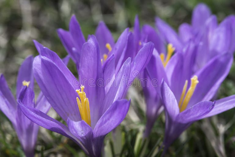 Blue crocus stock photo. Image of park, magenta, flower - 40511572