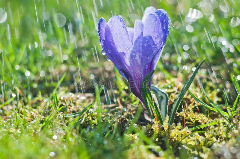 Blue crocus in the garden stock photo. Image of natural - 243257190