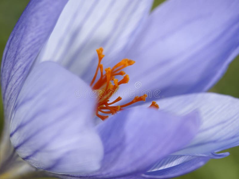 Blue crocus stock image. Image of crocus, pistil, blooming - 63898663