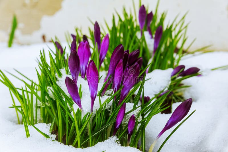 Blue crocus in the garden stock photo. Image of natural - 243257190