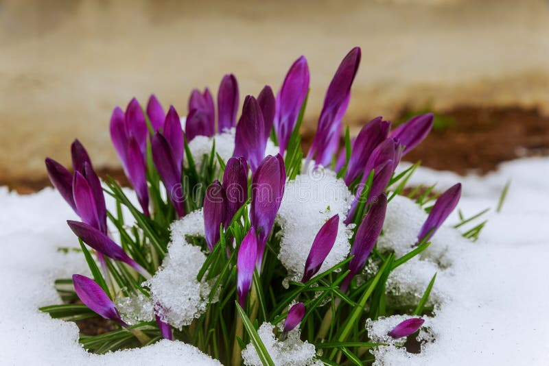 Blue Crocus Flowering from Snow Stock Image - Image of superb, petals ...