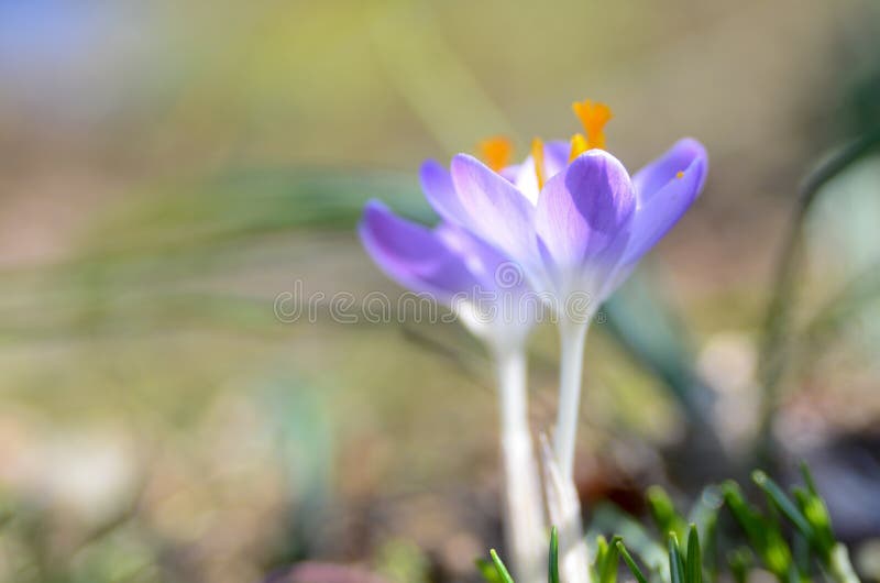 Blue crocus in the garden stock photo. Image of natural - 243257190