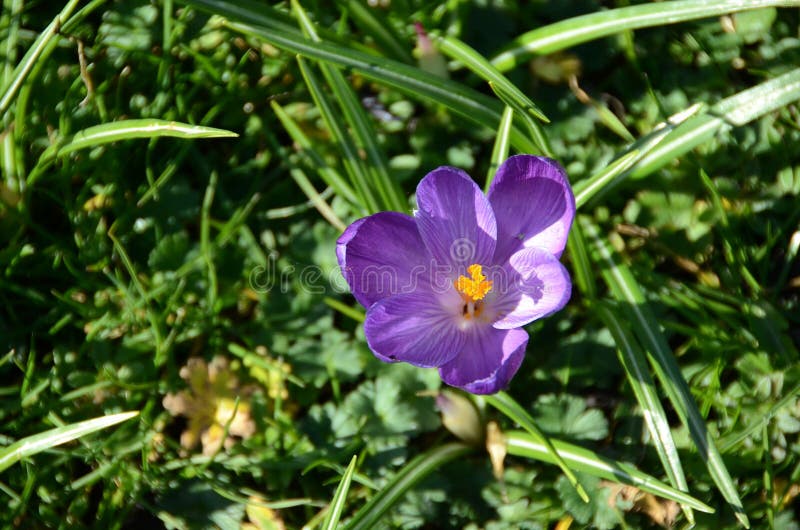 Blue Crocus Flower in a Lawn Stock Photo - Image of early, saffron ...
