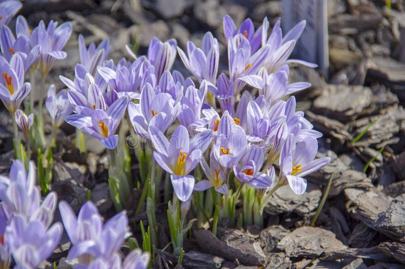 Blue crocus in the garden stock photo. Image of natural - 243257190