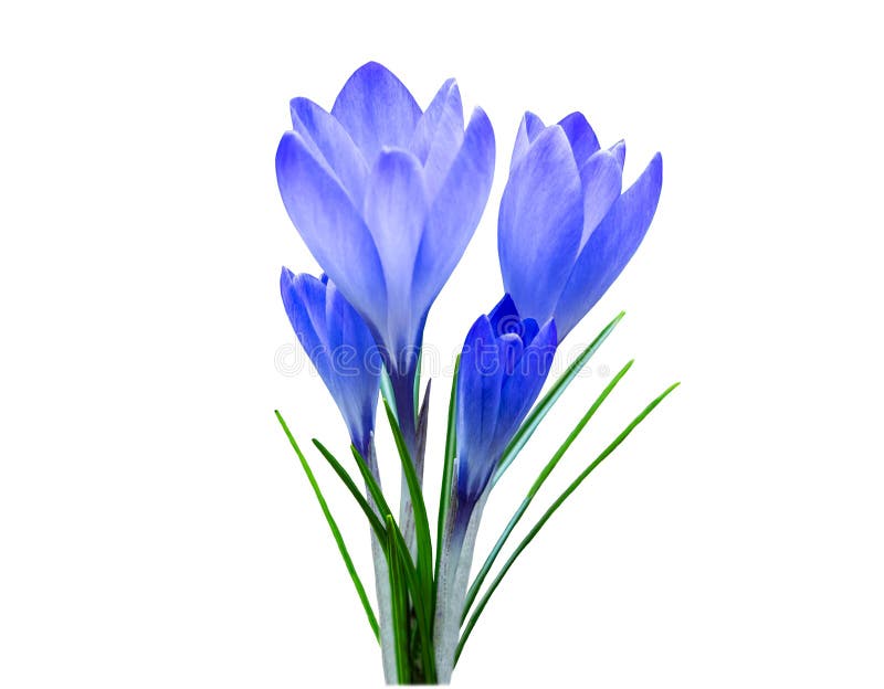 Blue Crocus Flowers on White Background Stock Illustration ...