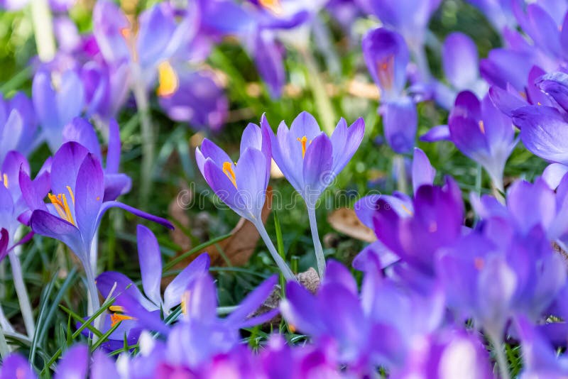 Blue crocus in the garden stock photo. Image of natural - 243257190