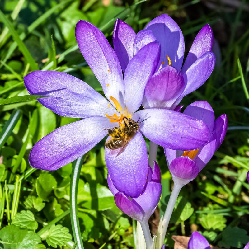 Blue crocus in the garden stock photo. Image of natural - 243257190