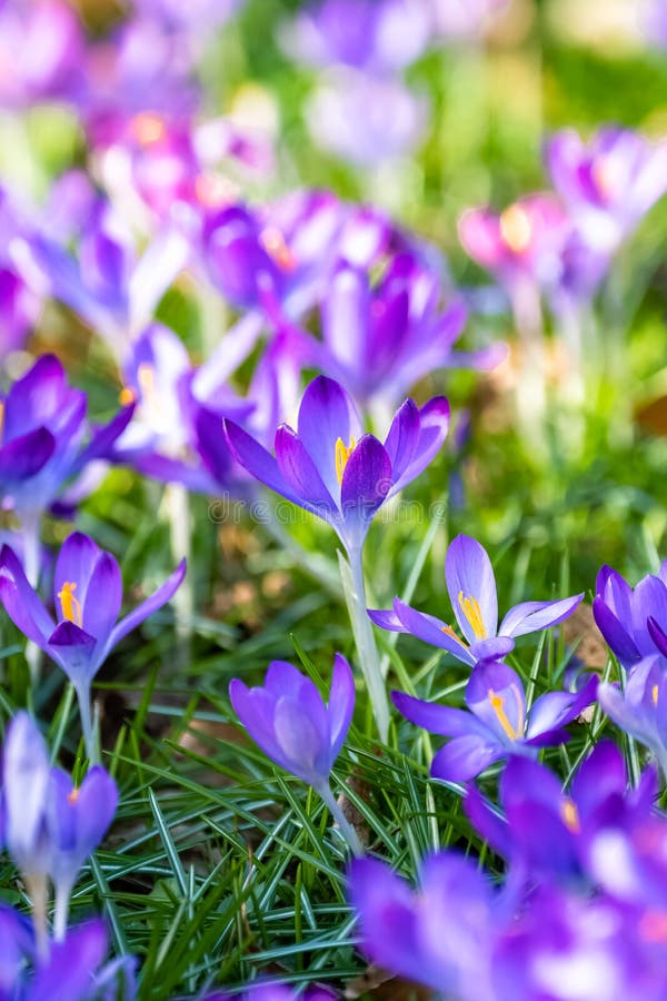 Blue crocus in the garden stock photo. Image of natural - 243257190