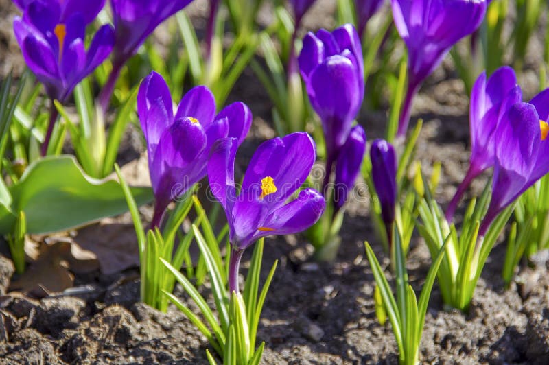Spring crocus flowers stock image. Image of springtime - 114532507