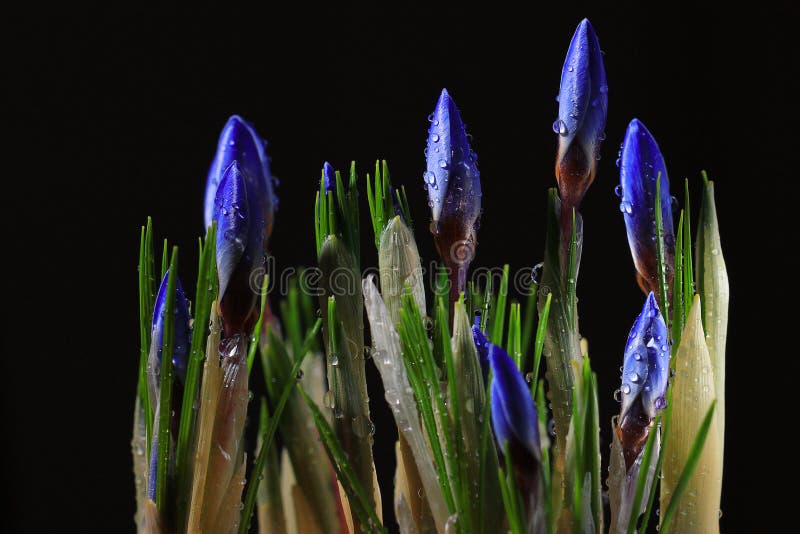 Blue crocuses stock image. Image of flowers, copy, blue - 59569447