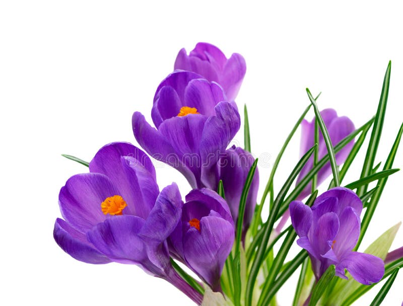 Blue crocuses flowers stock photo. Image of white, crocus - 142791908