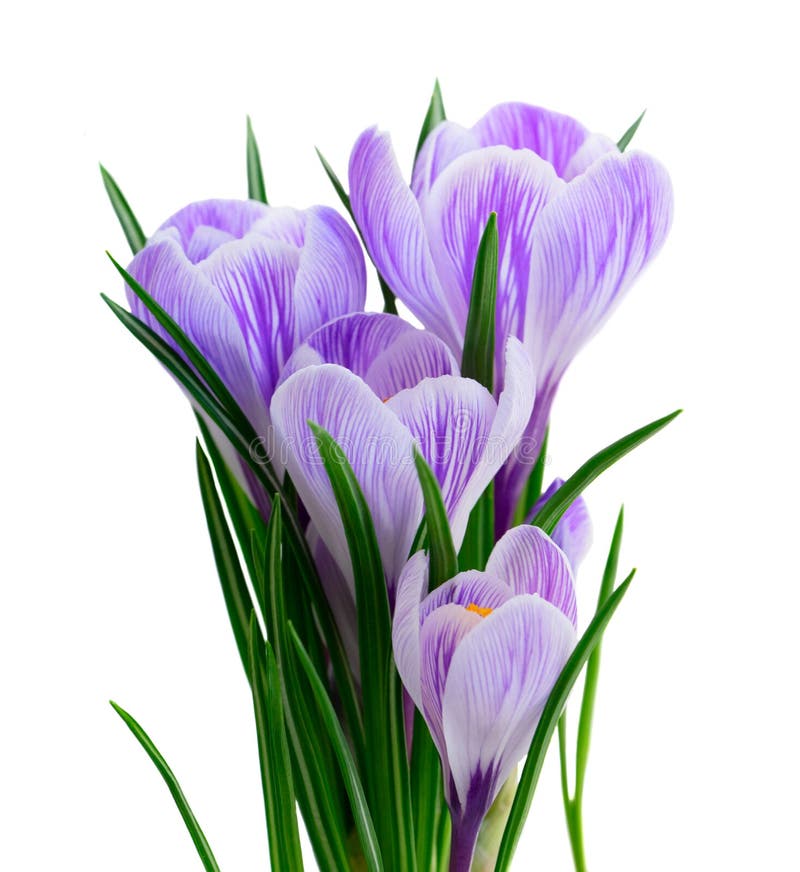 Blue crocuses flowers stock photo. Image of natural - 142792126