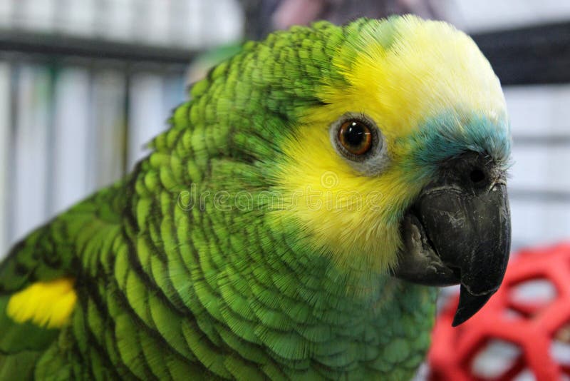 Blue Crown Amazon stock image. Image of america, avian - 50864377