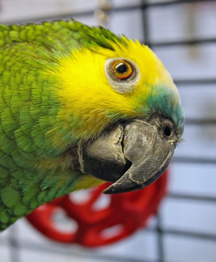 Blue Crown Amazon stock image. Image of perico, parakeet - 50864727