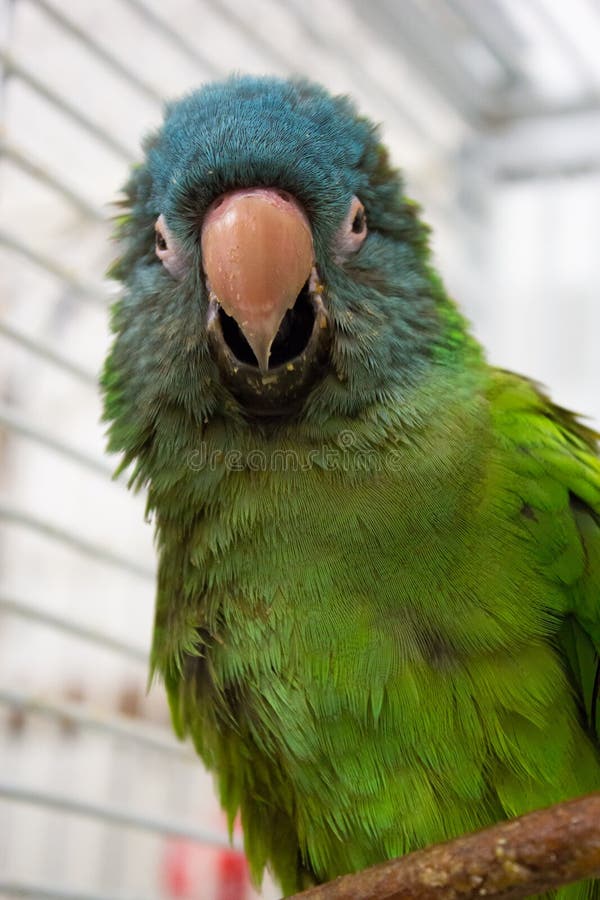 Blue Crown Conure stock photo. Image of rescue, bird - 50866826