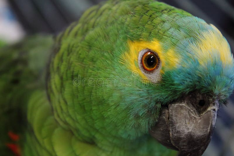 Blue Crowned Amazon stock image. Image of america, blue - 50862665