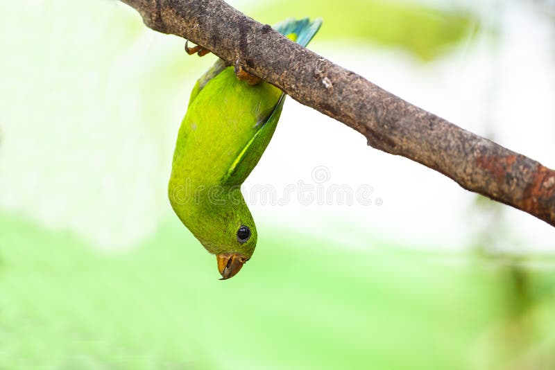 Blue - Crowned Hanging Parrot Stock Image - Image of loriculus ...
