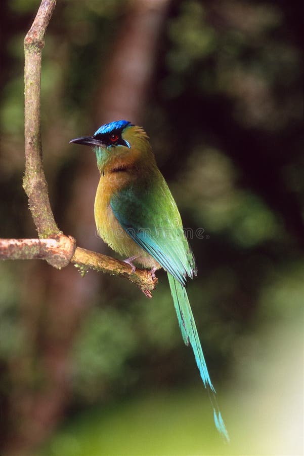 Blue crowned motmot stock photo. Image of tail, shafted - 4194010